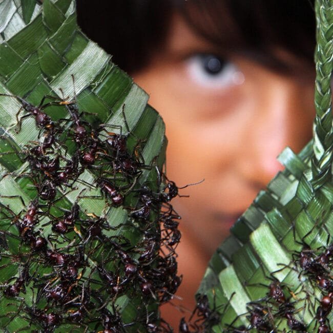 Home - Agência de Turismo e Passeios em Manaus - Manaus Amazing Tours