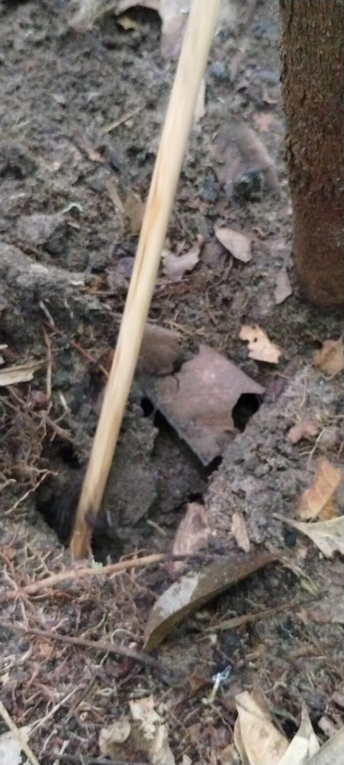 Ritual da Tucandeira: Ritual de Passagem E Jornada de Superação e ...