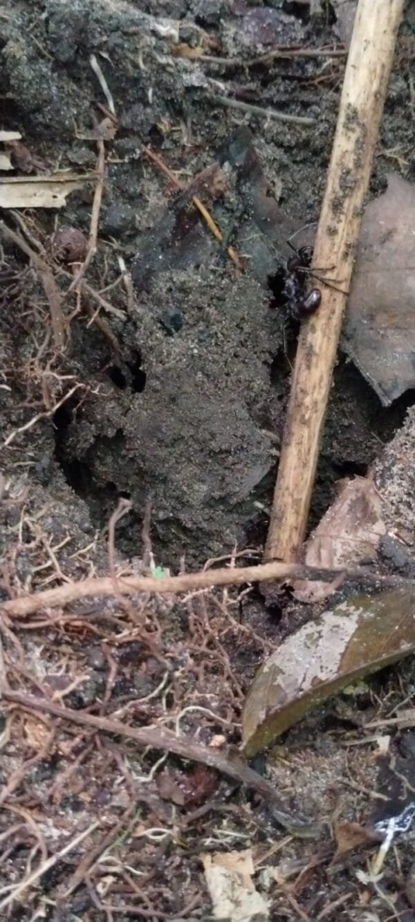 Ritual da Tucandeira: Ritual de Passagem E Jornada de Superação e ...