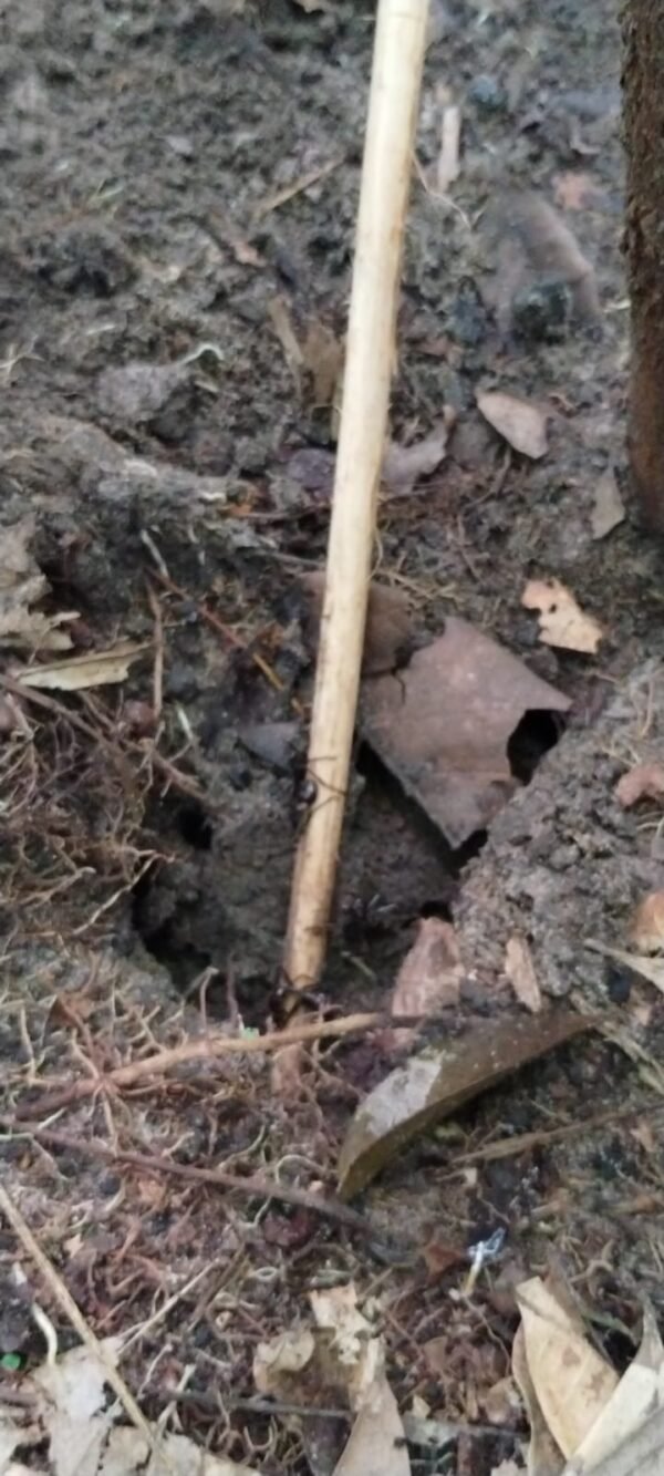 Ritual da Tucandeira: Ritual de Passagem E Jornada de Superação e ...